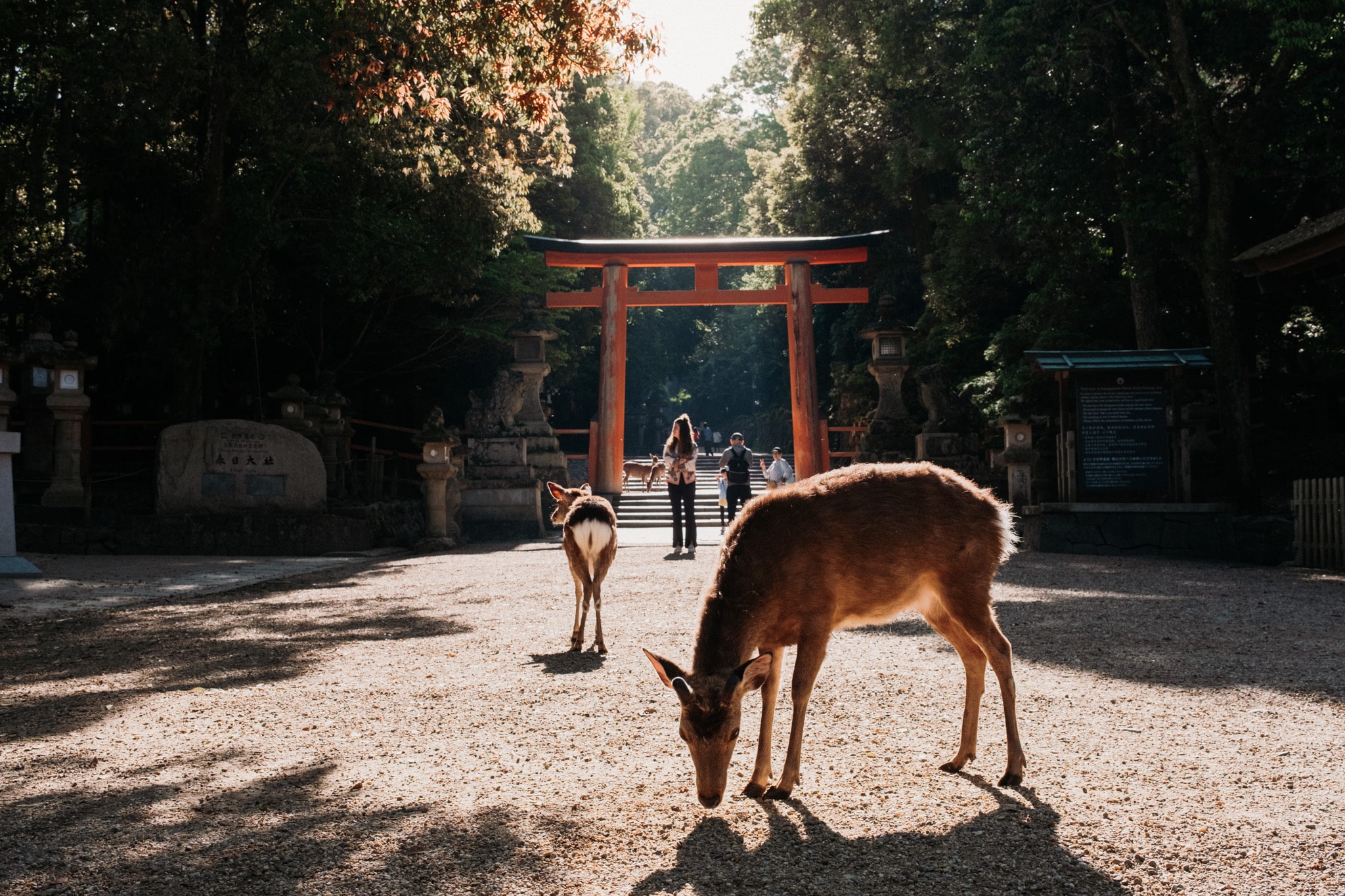 Visiter Nara et son parc au Japon : que faire en une journée