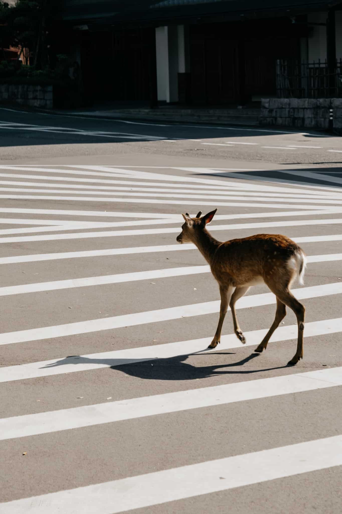 Visiter Nara et son parc au Japon : que faire en une journée